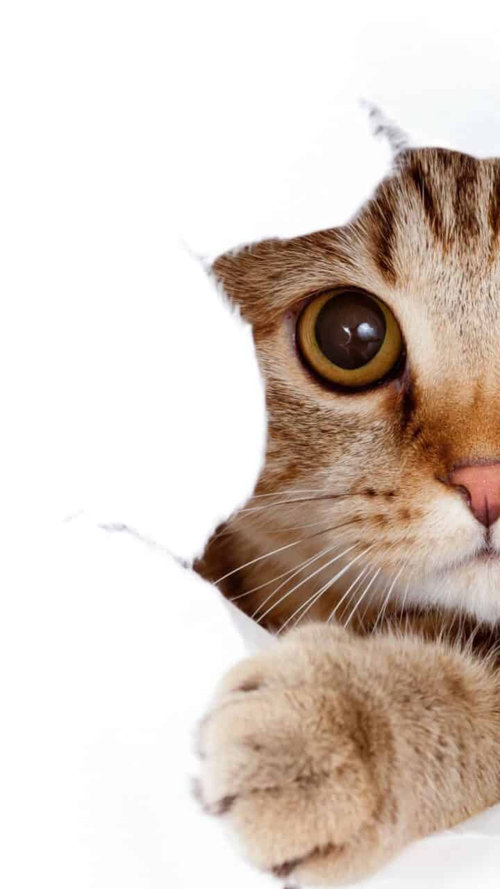 60 Free Cat Wallpapers for the Phone - Prudent Penny Pincher